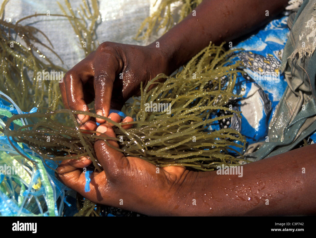 Seaweed farmer in Zanzibar. Hands tying young plants Stock Photo - Alamy