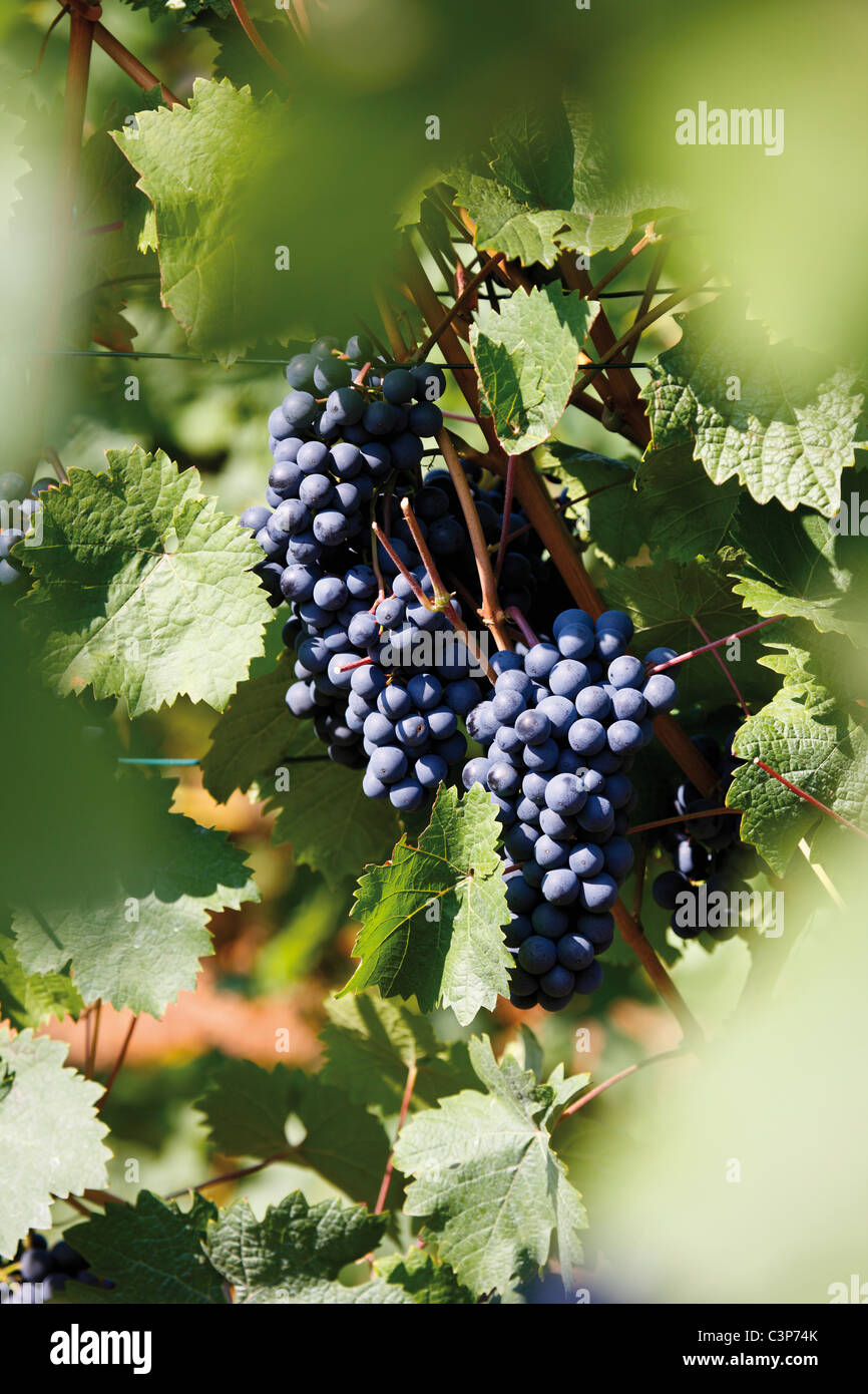 Blue grape hi-res stock photography and images - Alamy
