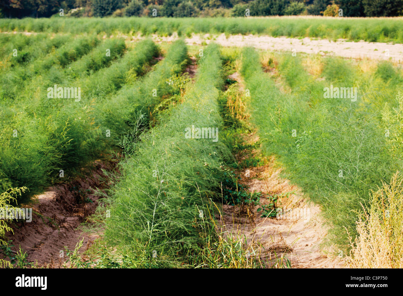 Germany, Asparagus field, close-up Stock Photo - Alamy