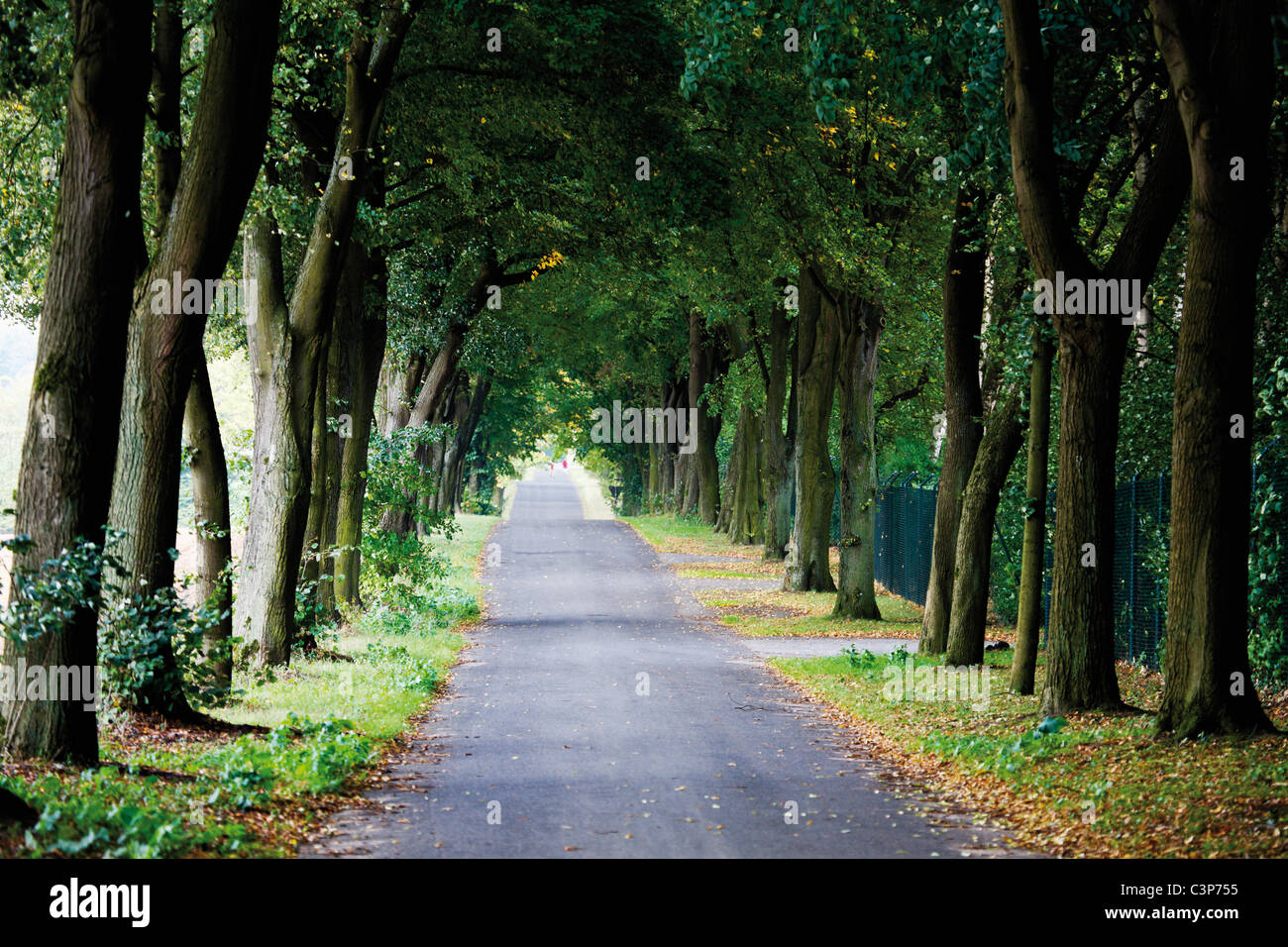 Germany, Country road lined with trees Stock Photo - Alamy
