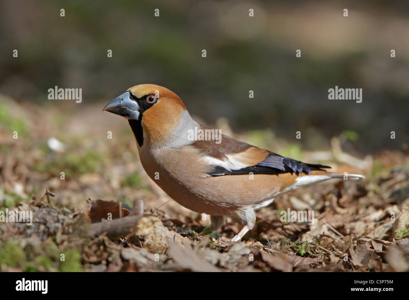 Male Hawfinch eating seeds on a woodland floor in leaf litter Stock ...