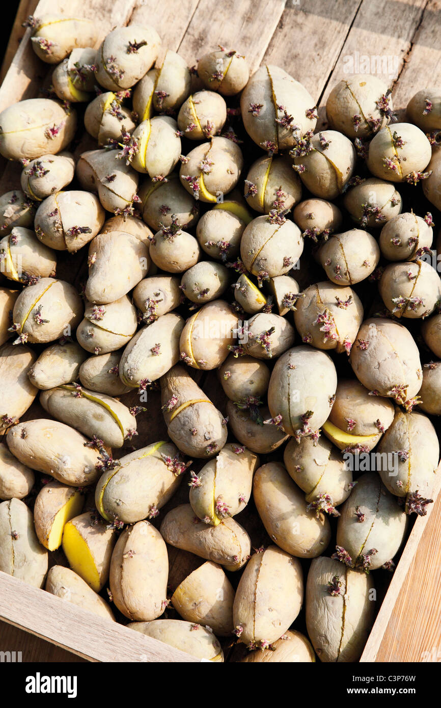 Germinating potatoes hi-res stock photography and images - Alamy
