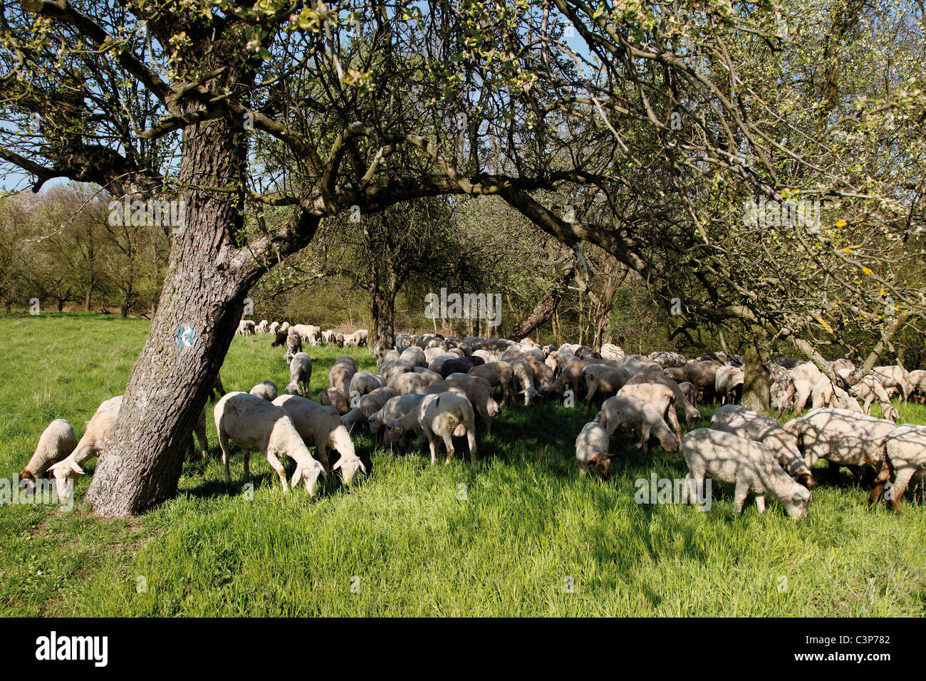 Sheep view hi-res stock photography and images - Alamy