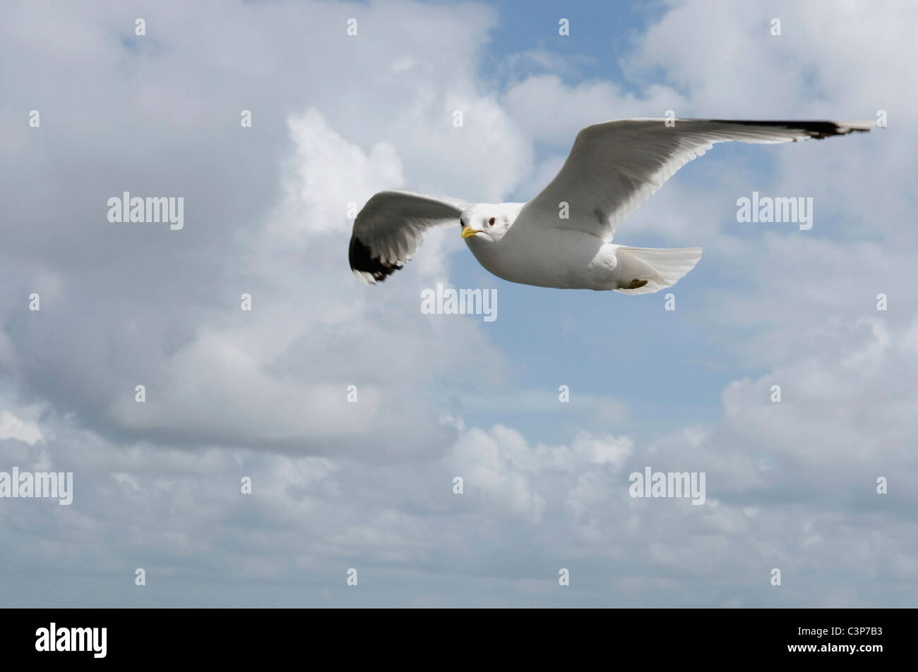 Germany, Amrum, Seagull in flight Stock Photo - Alamy