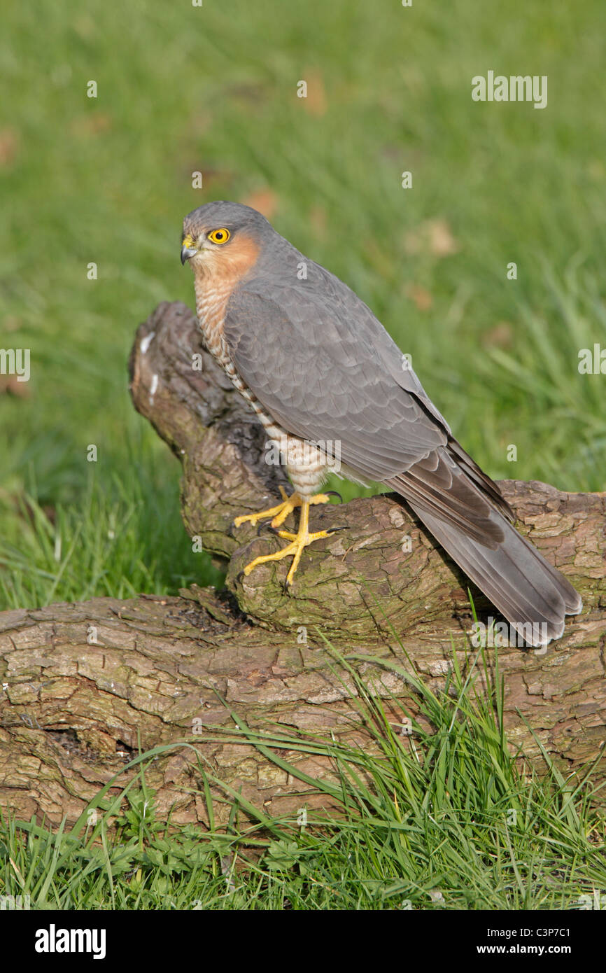 Male Eurasian Sparrowhawk standing on a fallen tree trunk Stock Photo ...