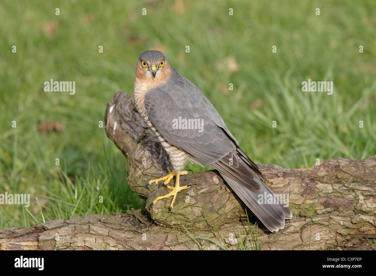 Male Eurasian Sparrowhawk standing on a fallen tree trunk Stock Photo ...