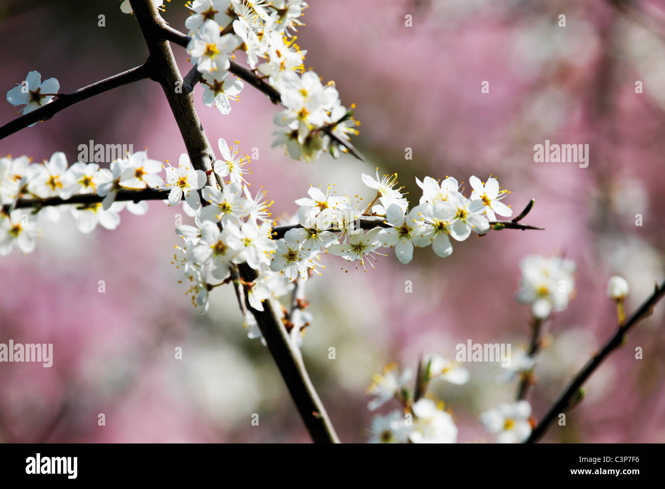 Whitethorn hi-res stock photography and images - Alamy