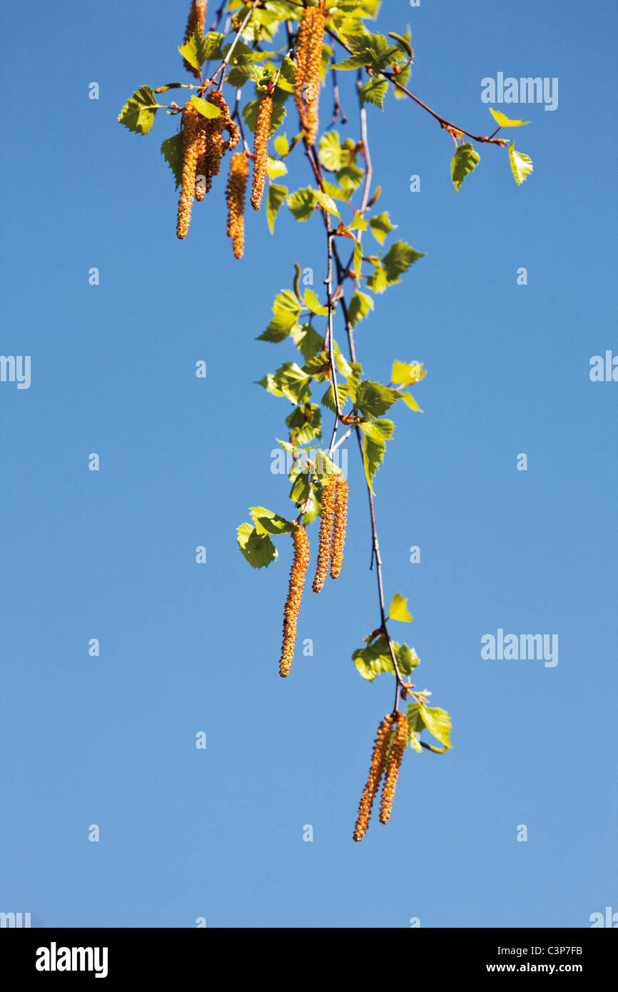 Germany, Birch pollen Stock Photo - Alamy