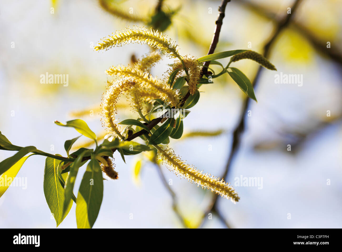 Germany, Weeping willow Stock Photo - Alamy