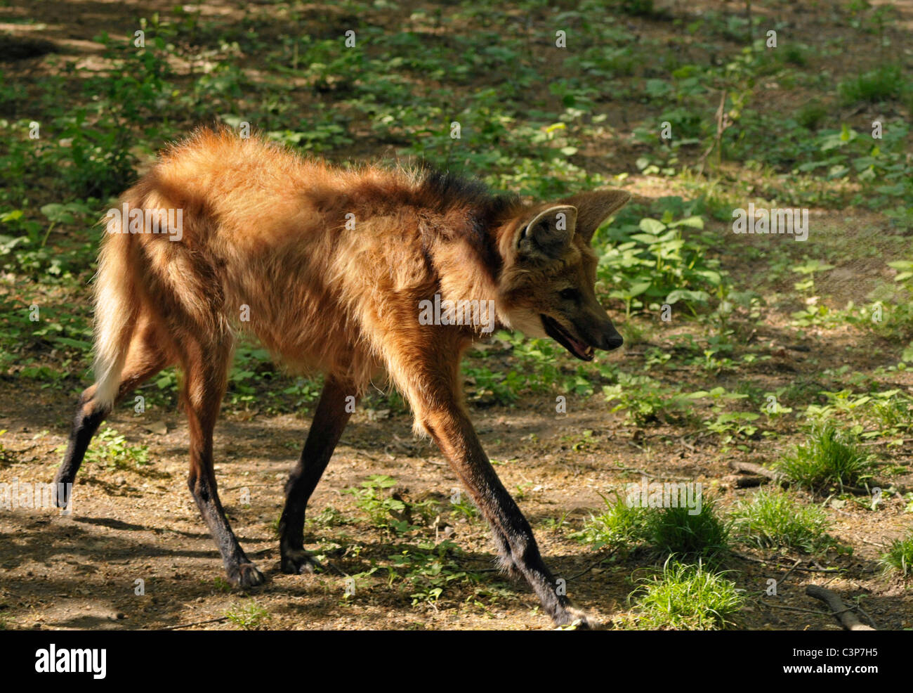 Maned Wolf - Chrysocyon brachyurus Stock Photo - Alamy