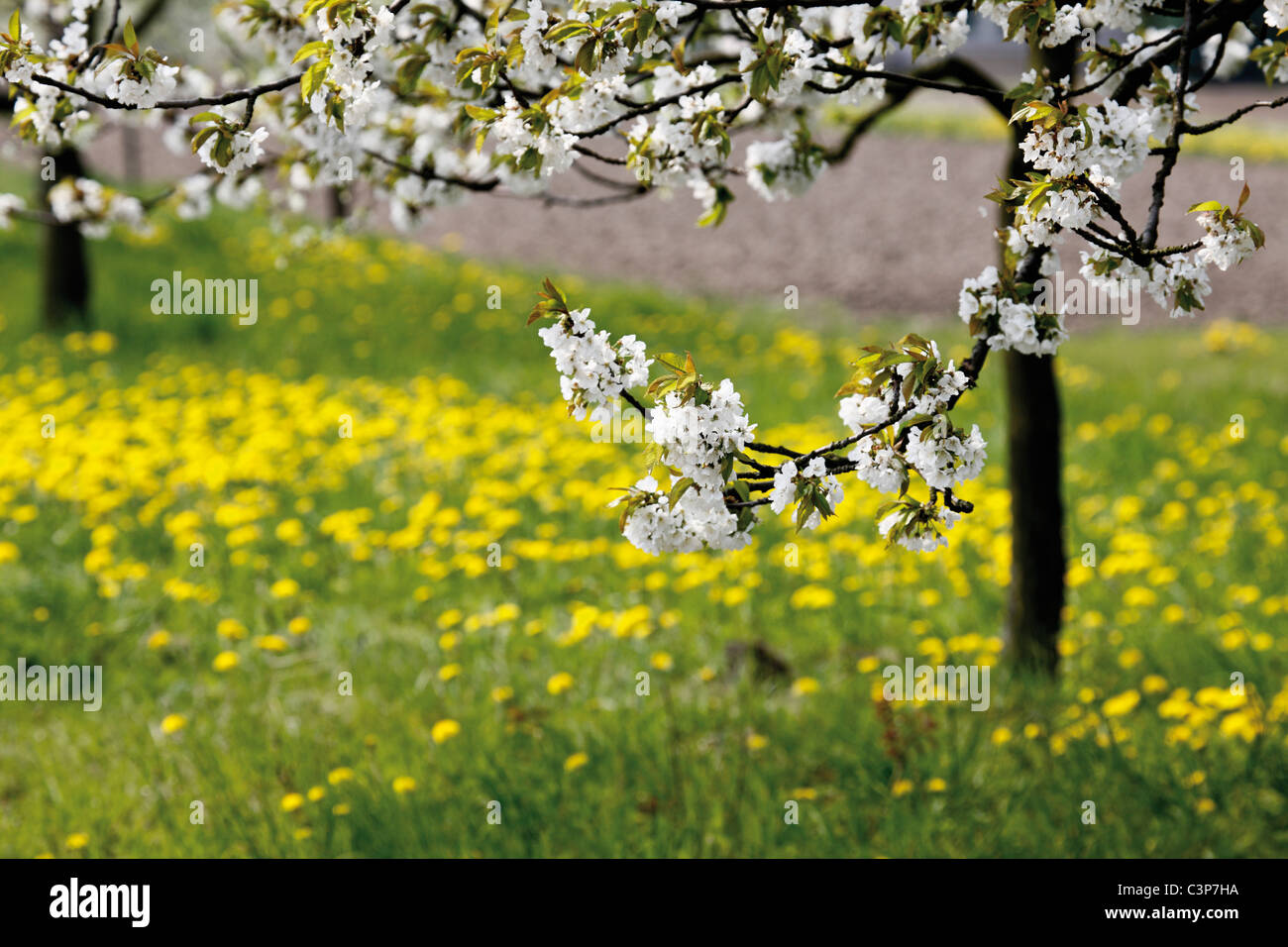 Germany, Flowering cherry tree Stock Photo - Alamy