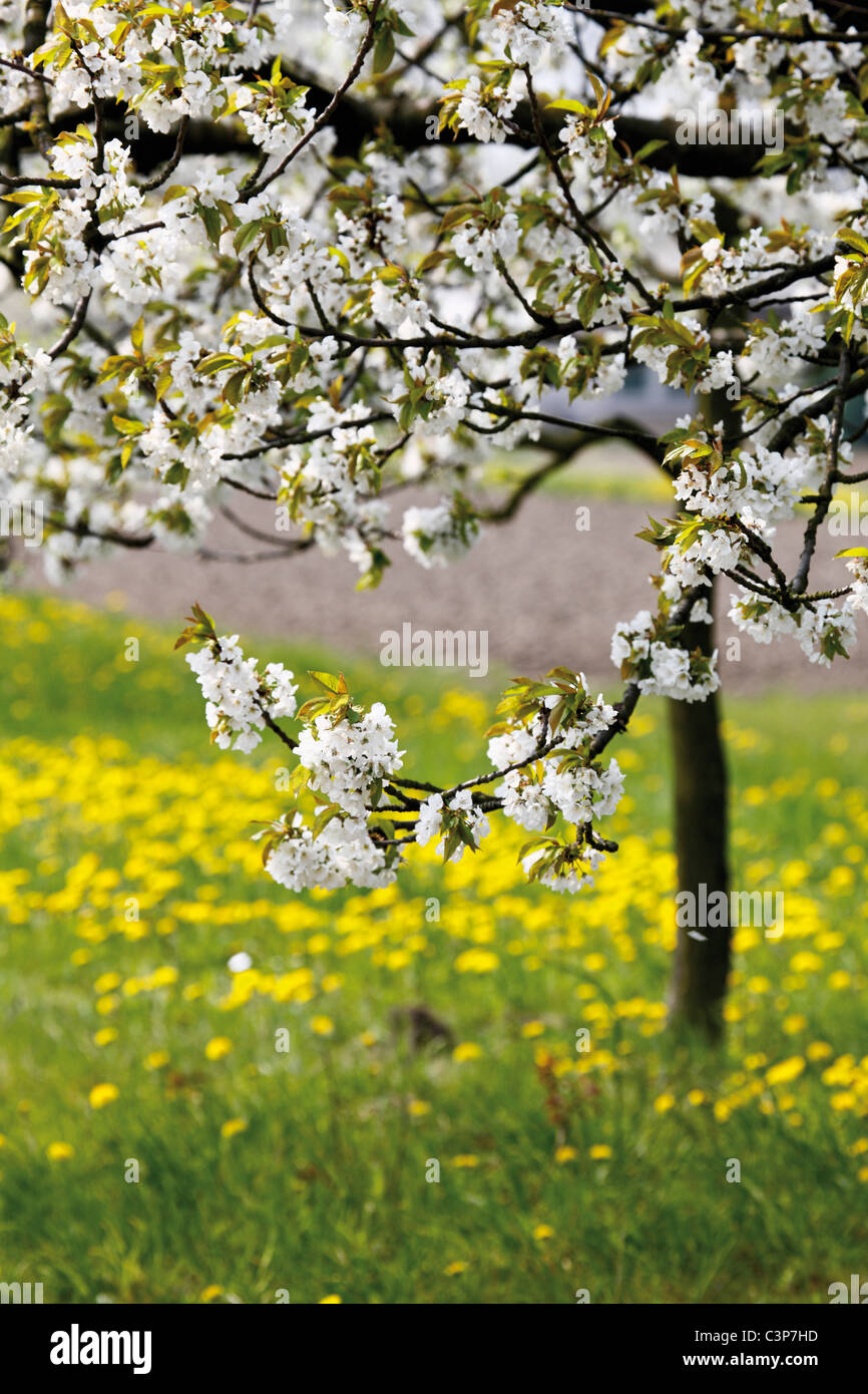 Germany, Flowering cherry tree Stock Photo - Alamy