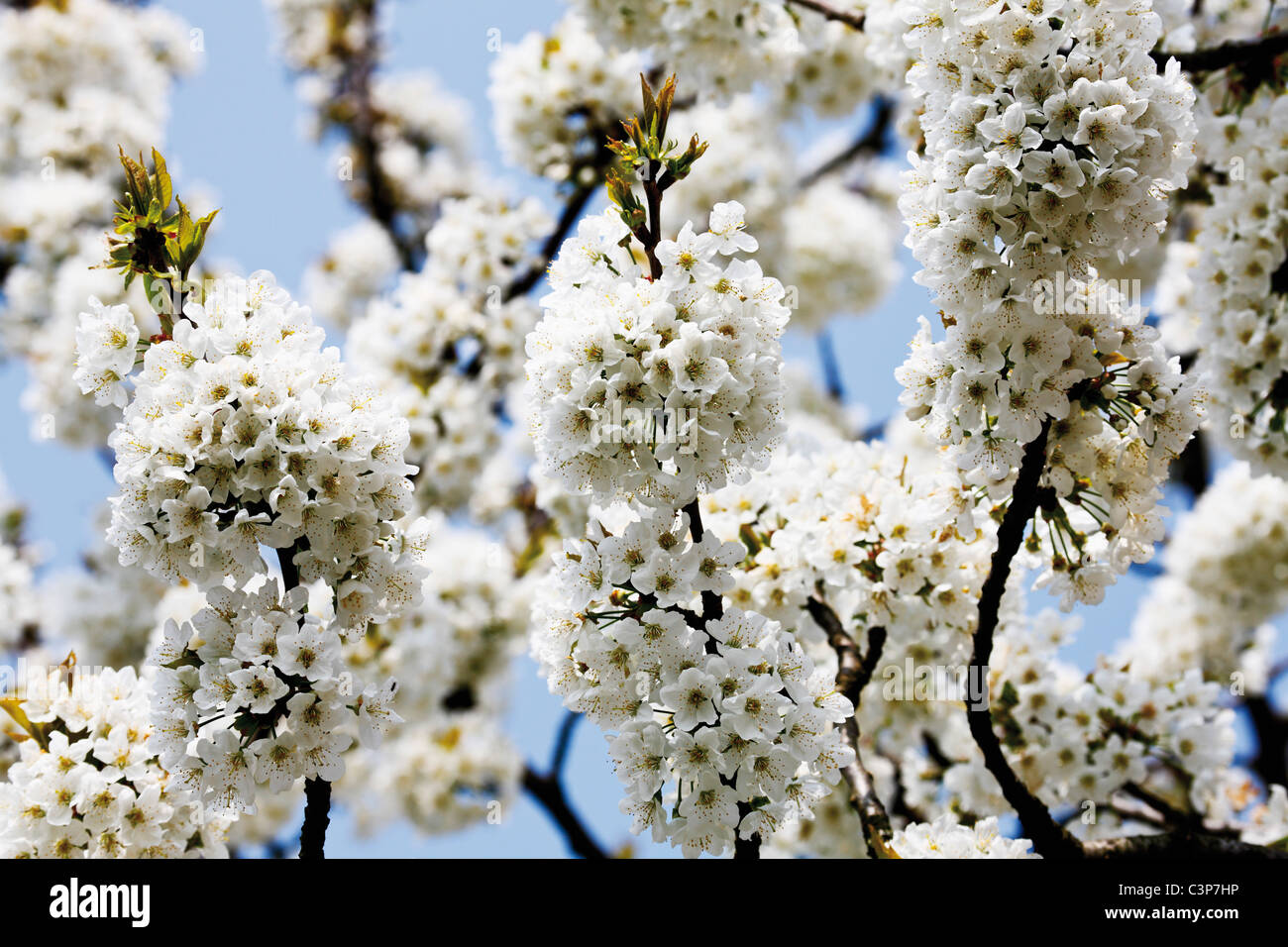 Germany, Flowering cherry tree Stock Photo - Alamy