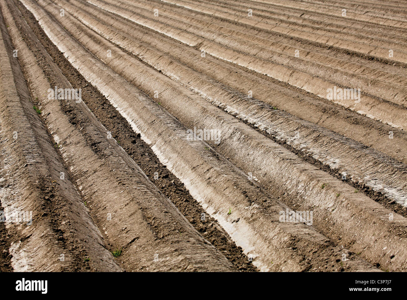 Asparagus in a row hi-res stock photography and images - Alamy