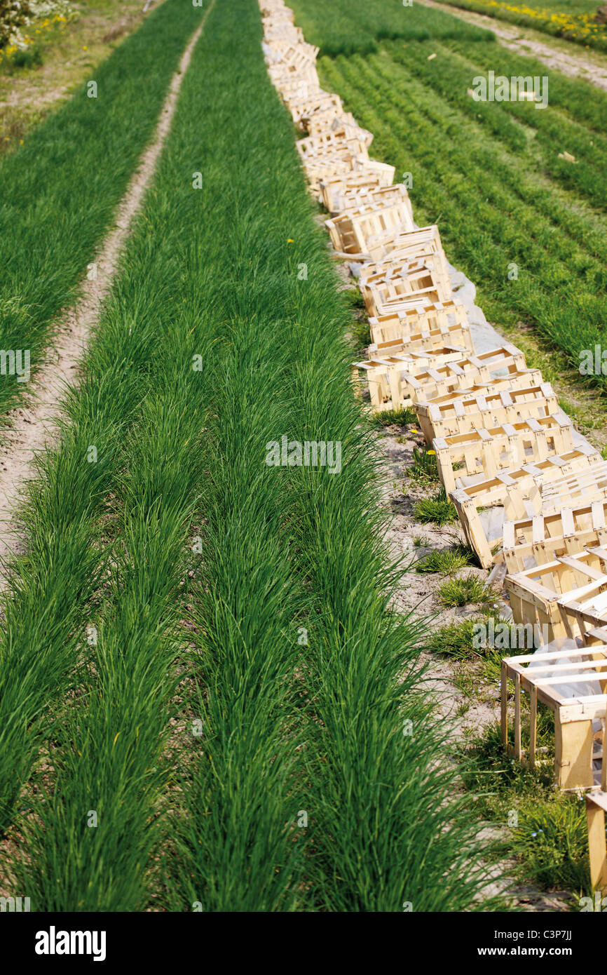 View of chives field hi-res stock photography and images - Alamy
