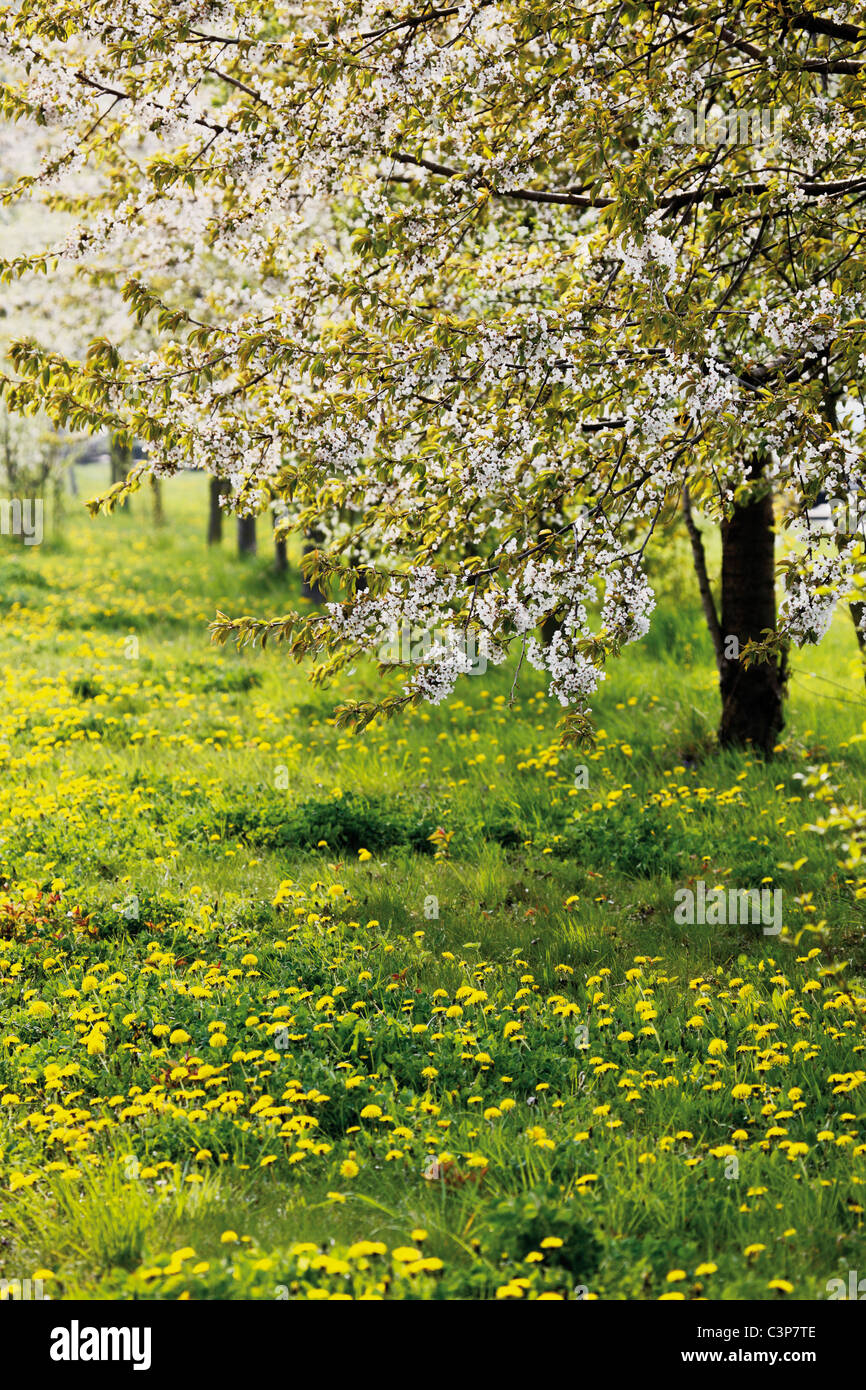 Germany, Flowering fruit trees blooming Stock Photo - Alamy
