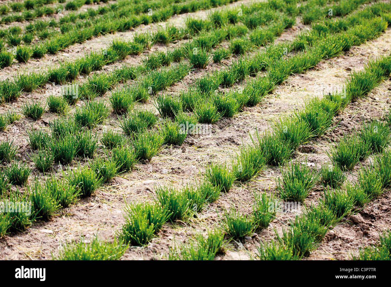 Germany, View of chives field Stock Photo - Alamy