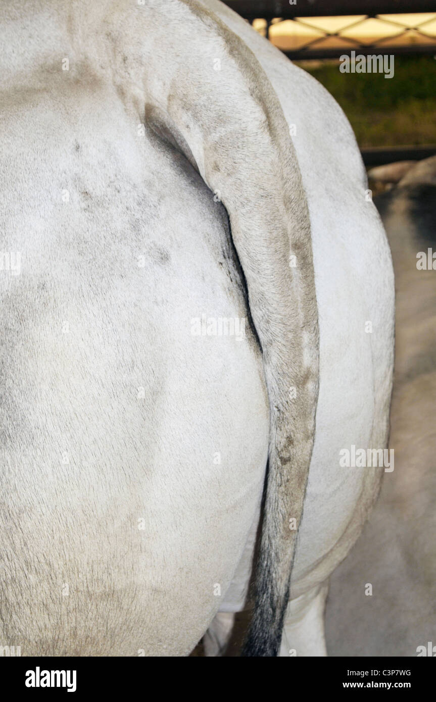 Back cow tail hi-res stock photography and images - Alamy