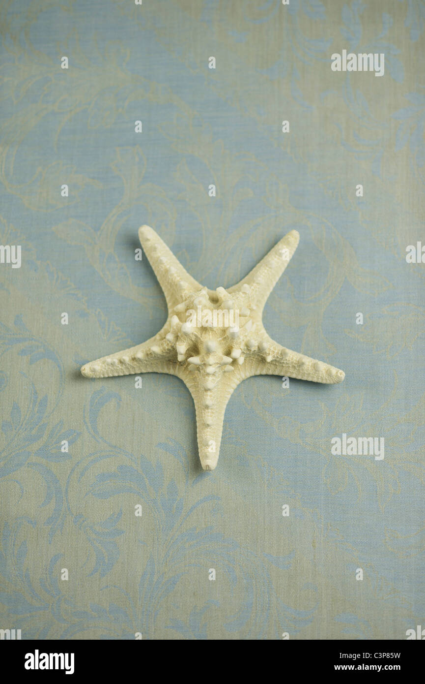 Starfish (Asteroidea), elevated view Stock Photo - Alamy