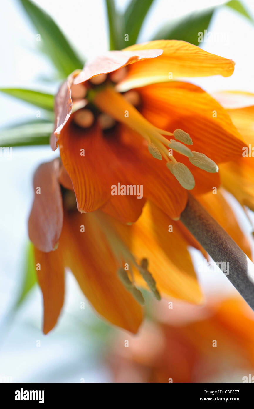 Germany, Lily (Fritillaria imperialis), close-up Stock Photo - Alamy