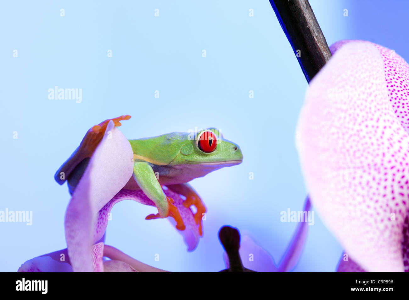 Green frog on plant. Blue background Stock Photo - Alamy