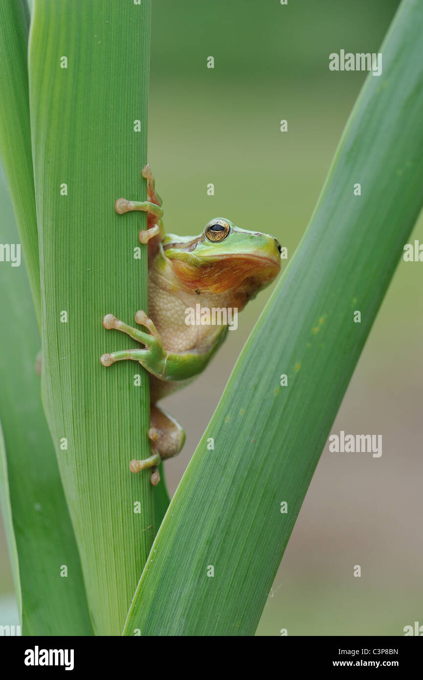 Mediterranean tree frog - Stripeless tree frog (Hyla meridionalis ...