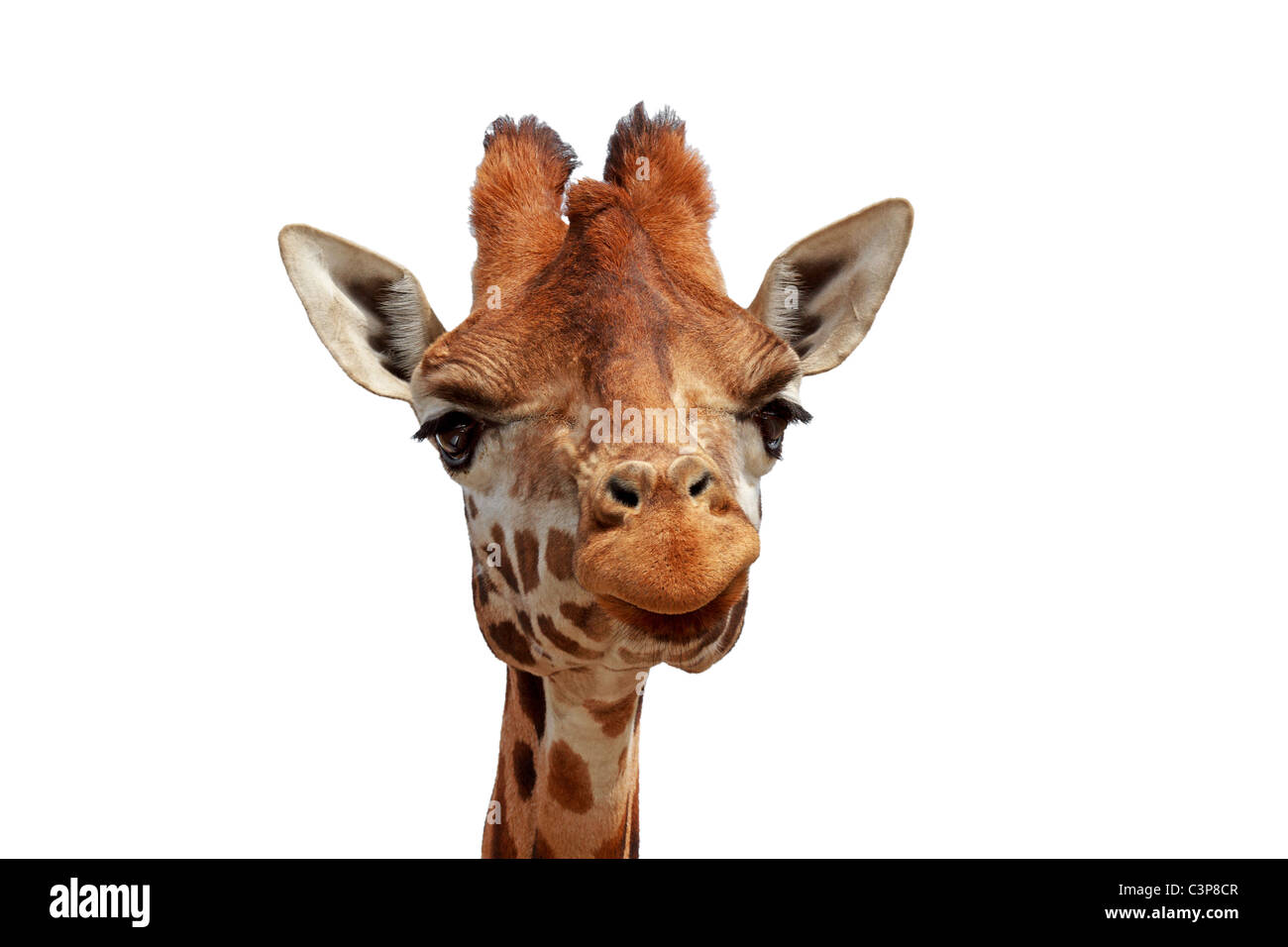 Giraffe looking into camera over white background Stock Photo - Alamy