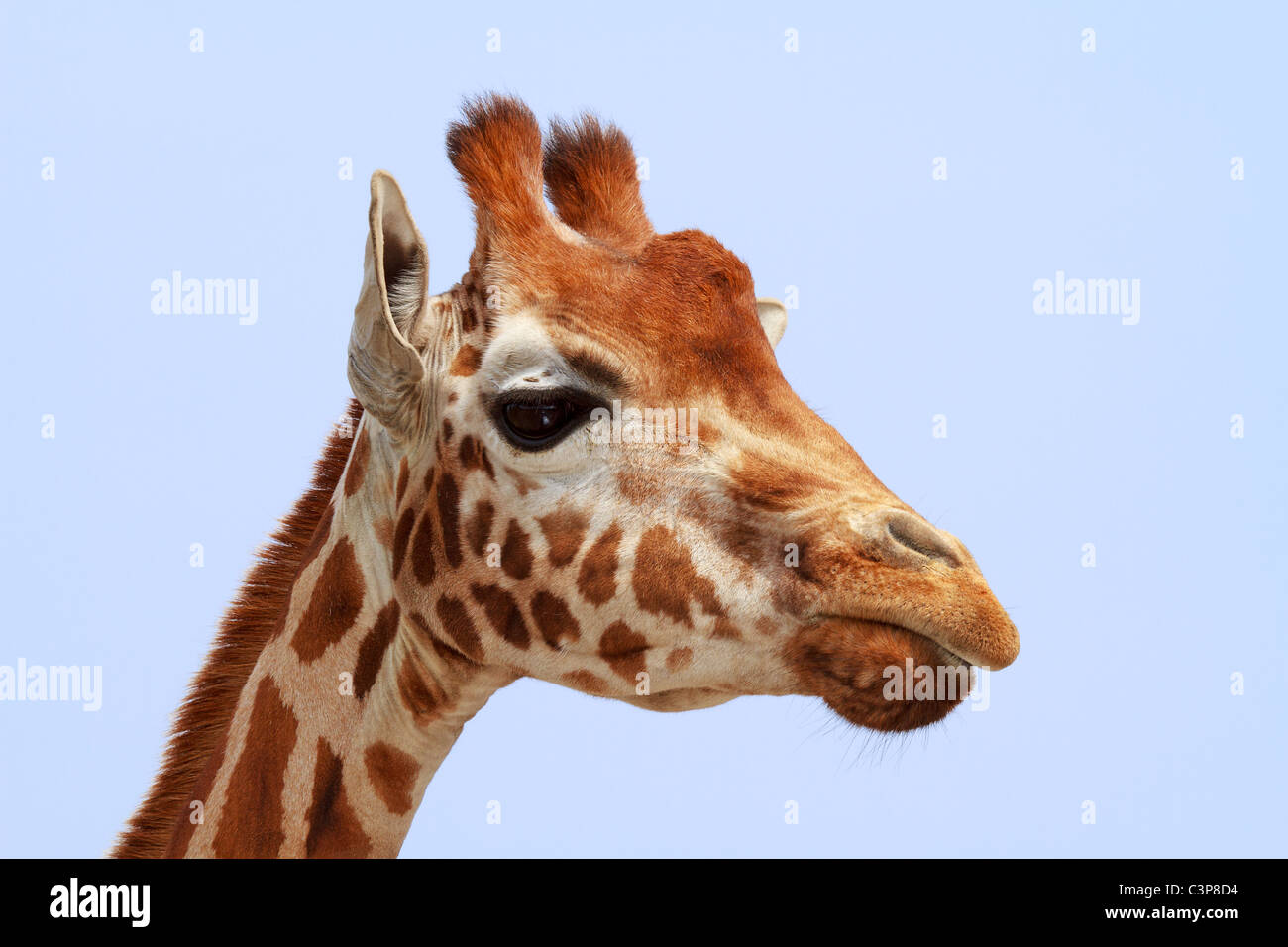 Giraffe looking at camera hi-res stock photography and images - Alamy