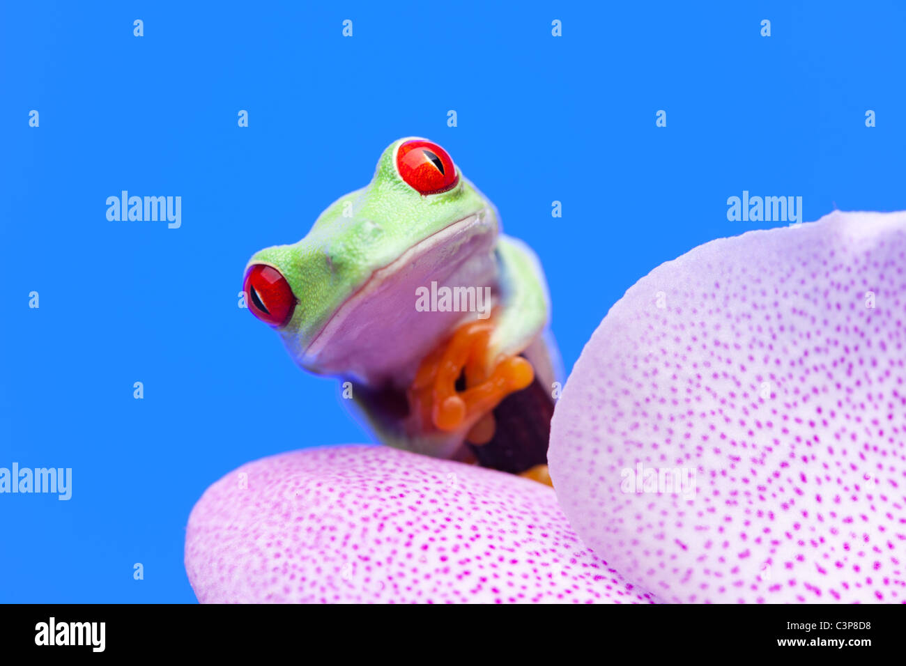 Green frog on plant. Blue background Stock Photo - Alamy