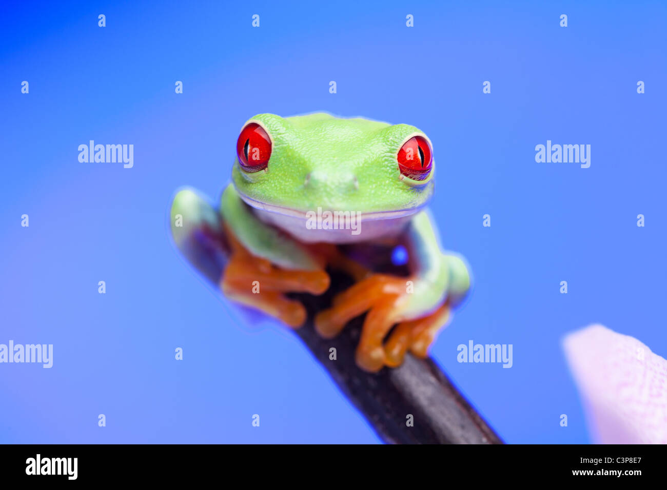 Green frog on plant. Blue background Stock Photo - Alamy