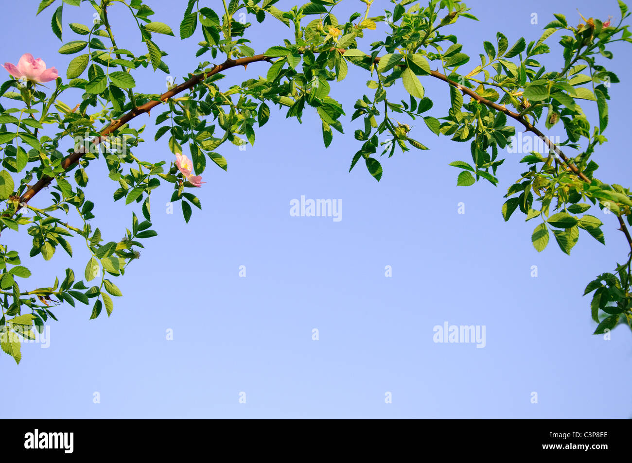Picture showing a branch bow and a blue sky Stock Photo - Alamy