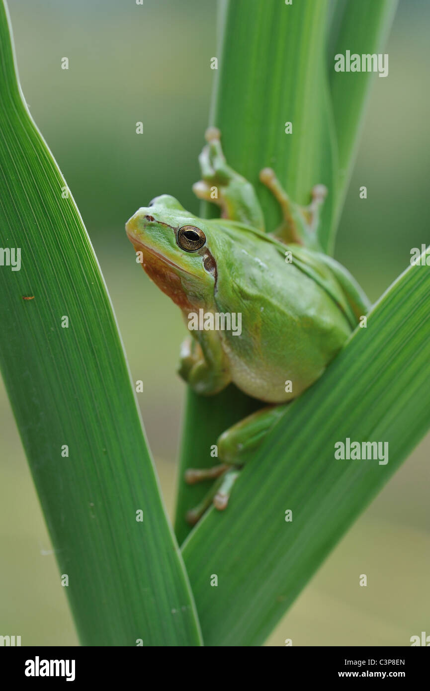 Mediterranean tree frog - Stripeless tree frog (Hyla meridionalis ...