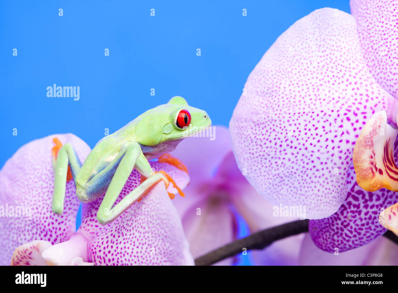 Green frog on plant. Blue background Stock Photo - Alamy