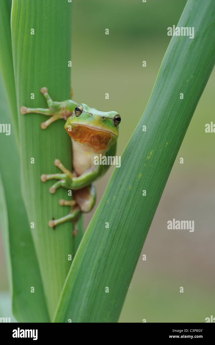 Mediterranean tree frog - Stripeless tree frog (Hyla meridionalis ...