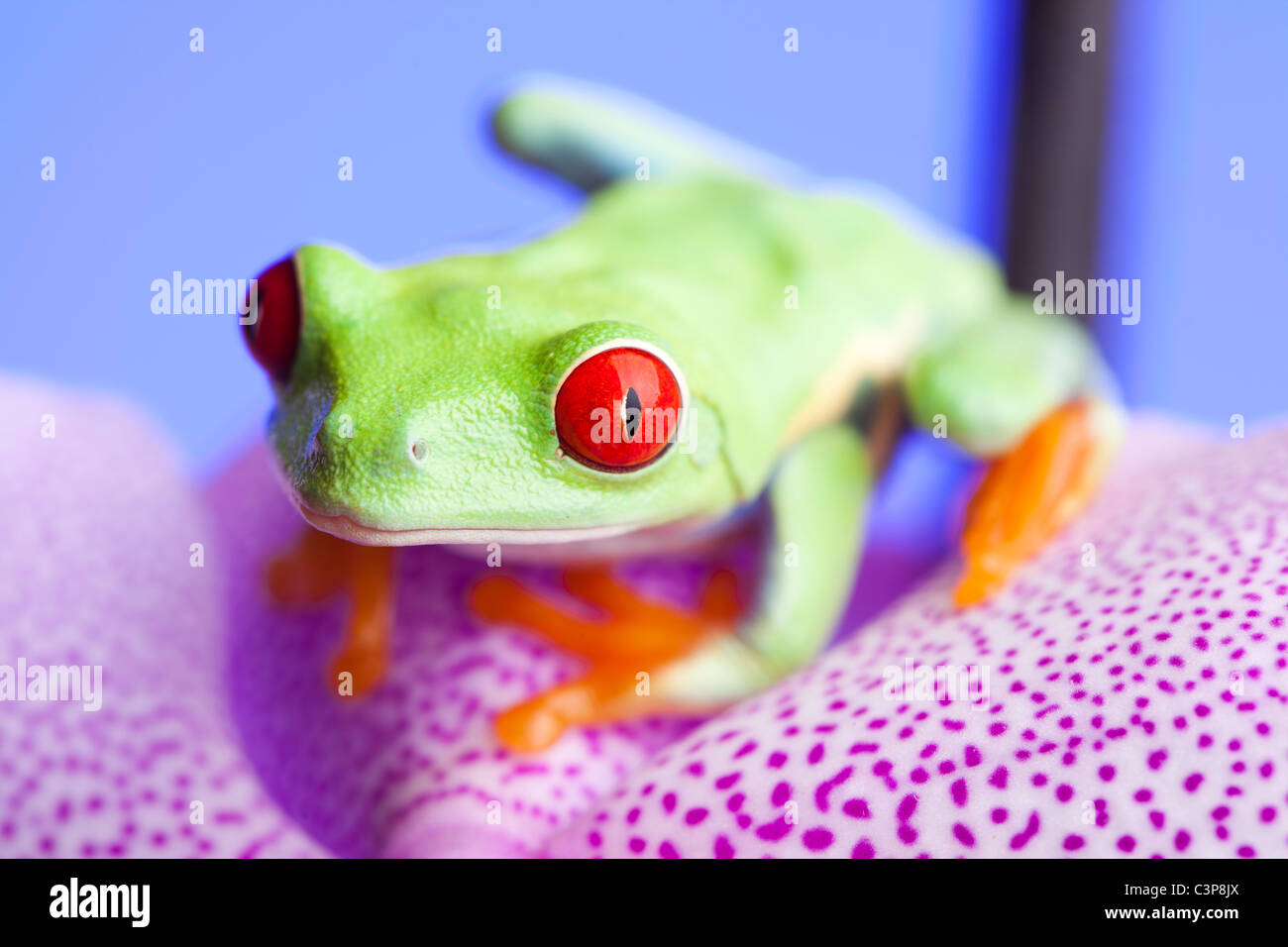 Green frog on plant. Blue background Stock Photo - Alamy