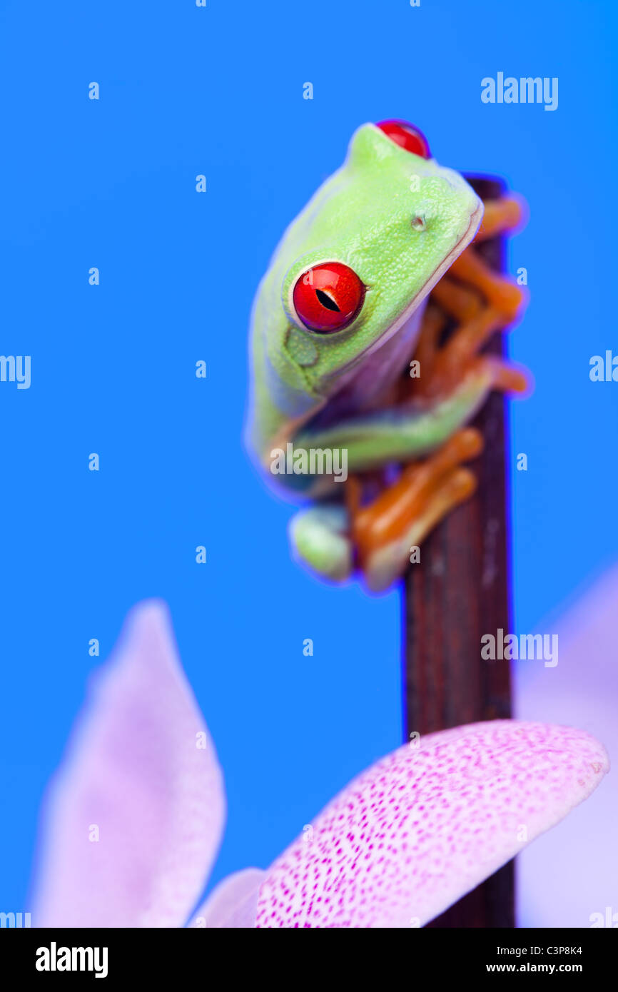 Green frog on plant. Blue background Stock Photo - Alamy