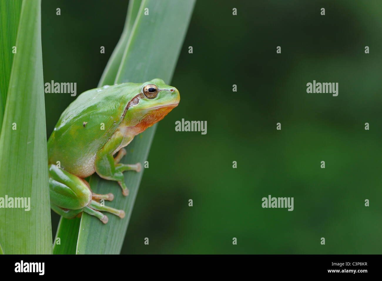 Mediterranean tree frog - Stripeless tree frog (Hyla meridionalis ...