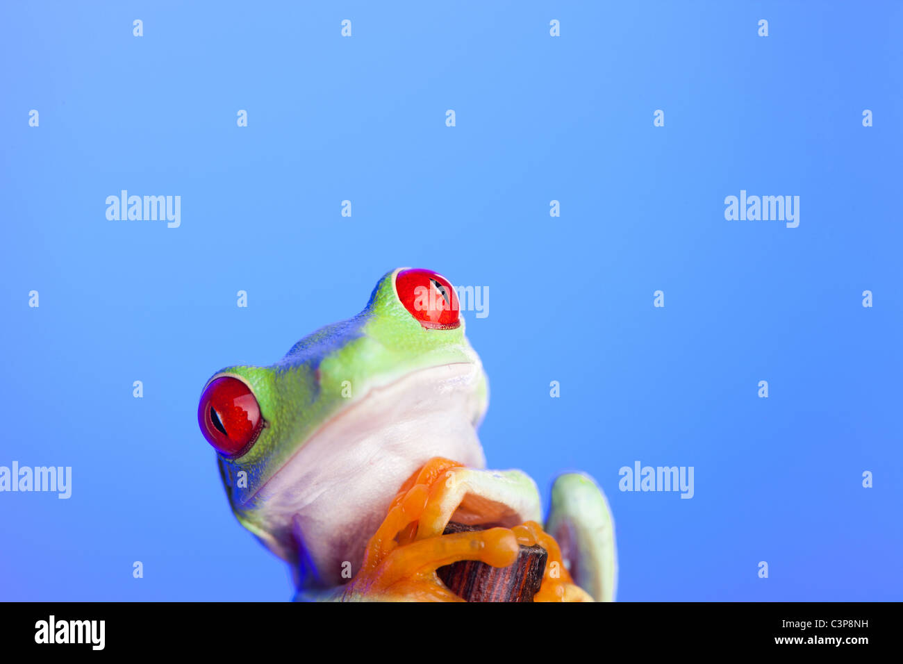 Green frog on plant. Blue background Stock Photo - Alamy