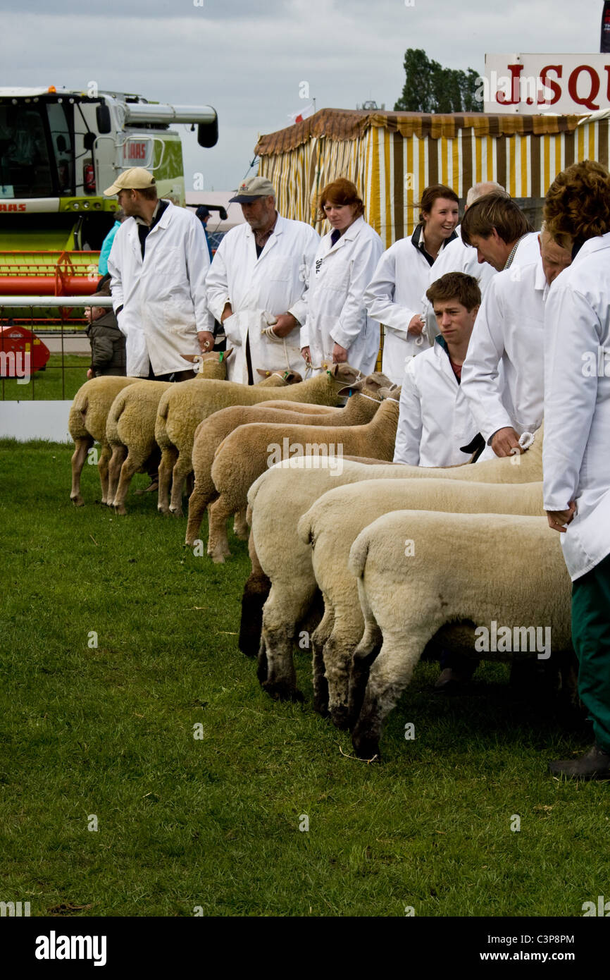 Show sheep hi-res stock photography and images - Alamy