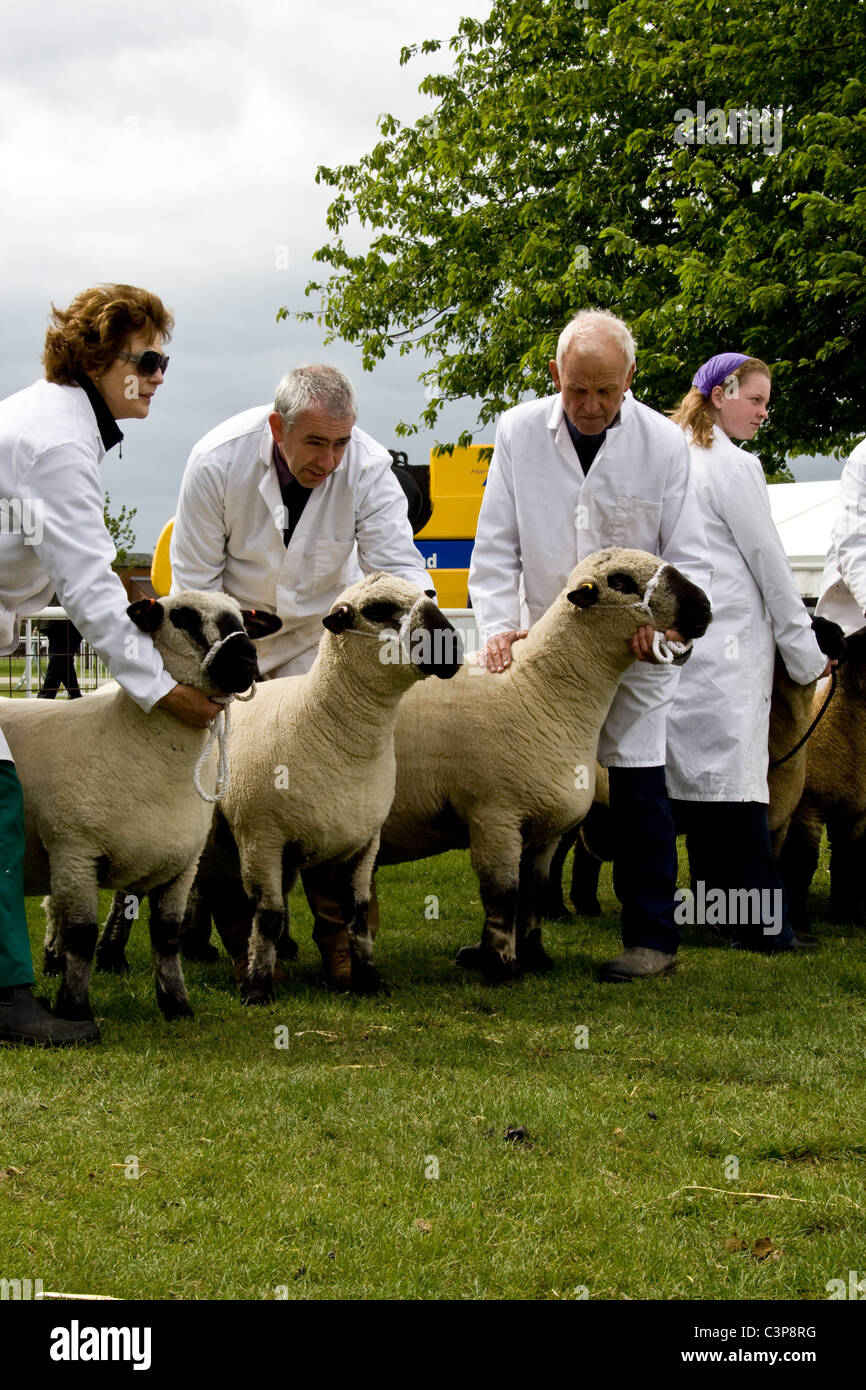 Show Sheep High Resolution Stock Photography and Images - Alamy
