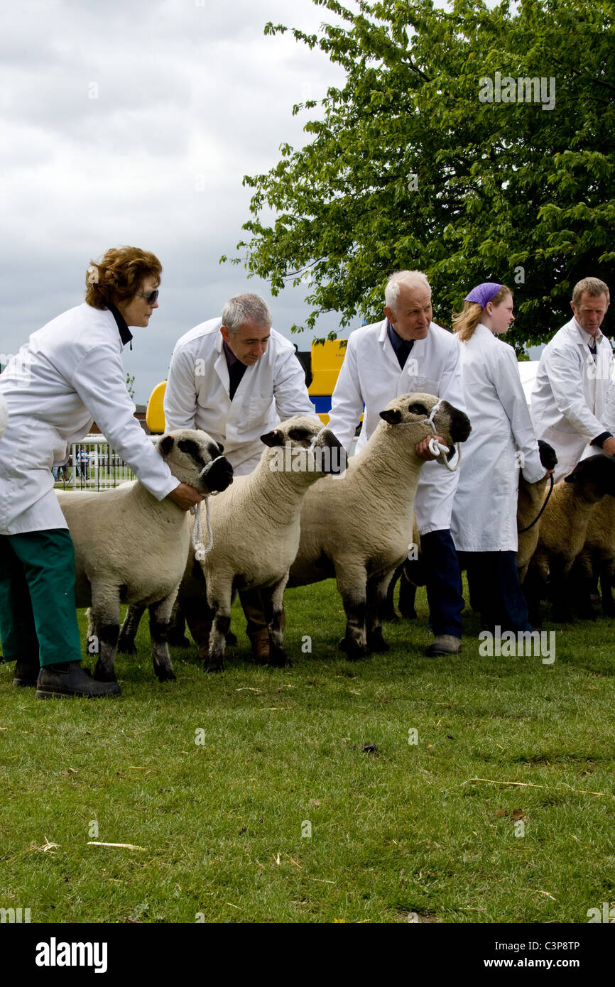 Show sheep hi-res stock photography and images - Alamy