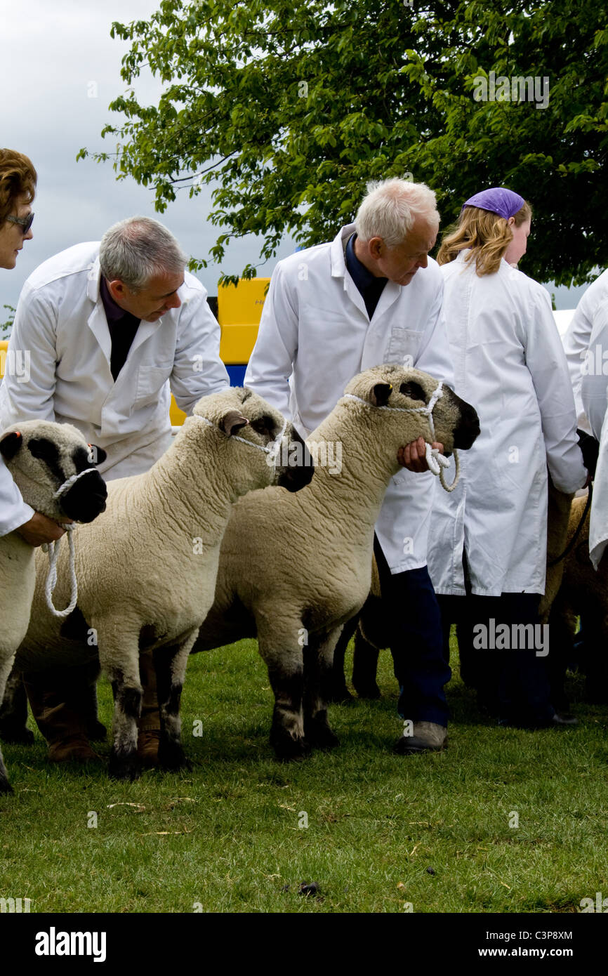15.5.2011 Sheep being shown at Newark Show 2011 Stock Photo - Alamy