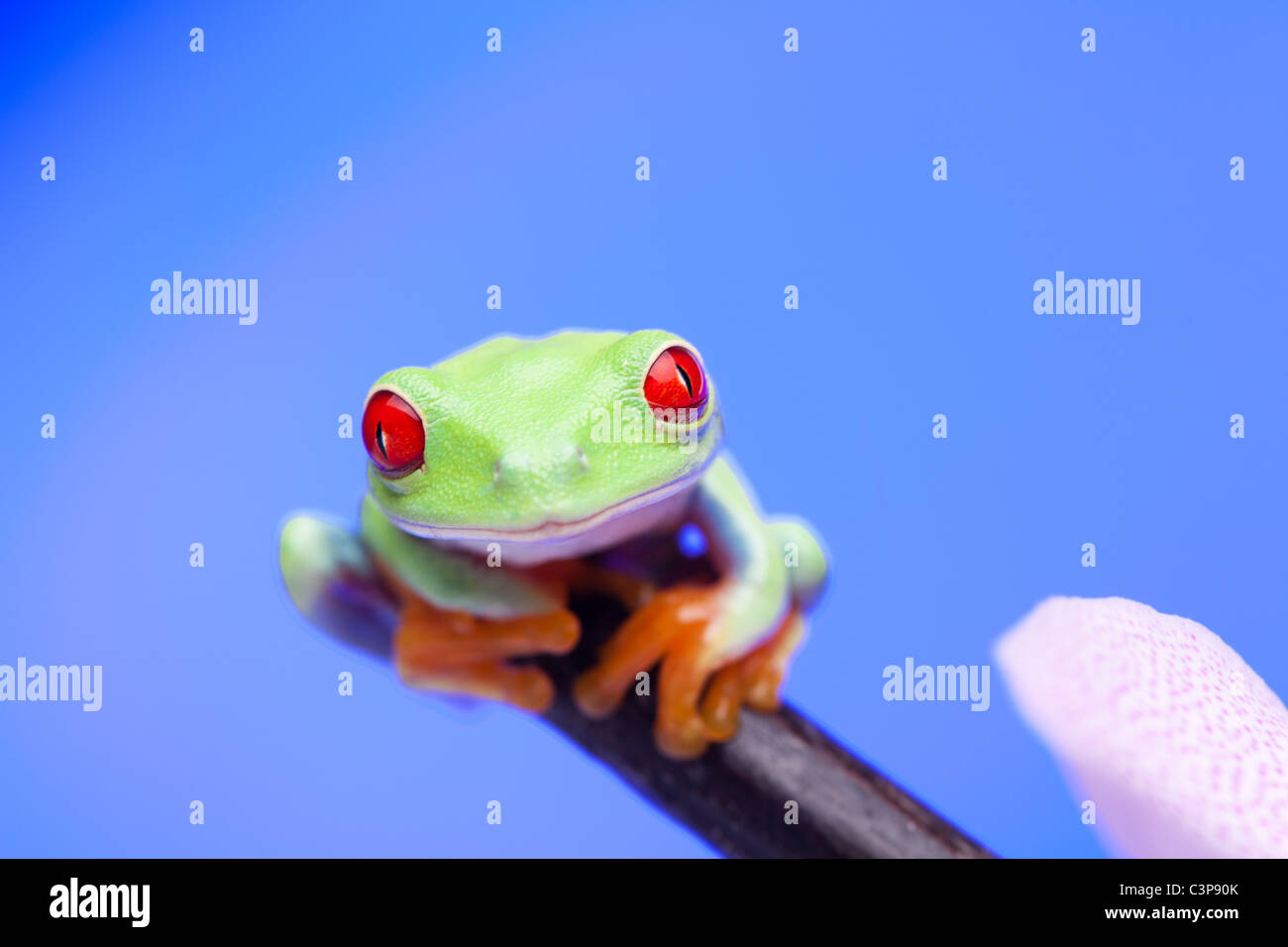 Green frog on plant. Blue background Stock Photo - Alamy