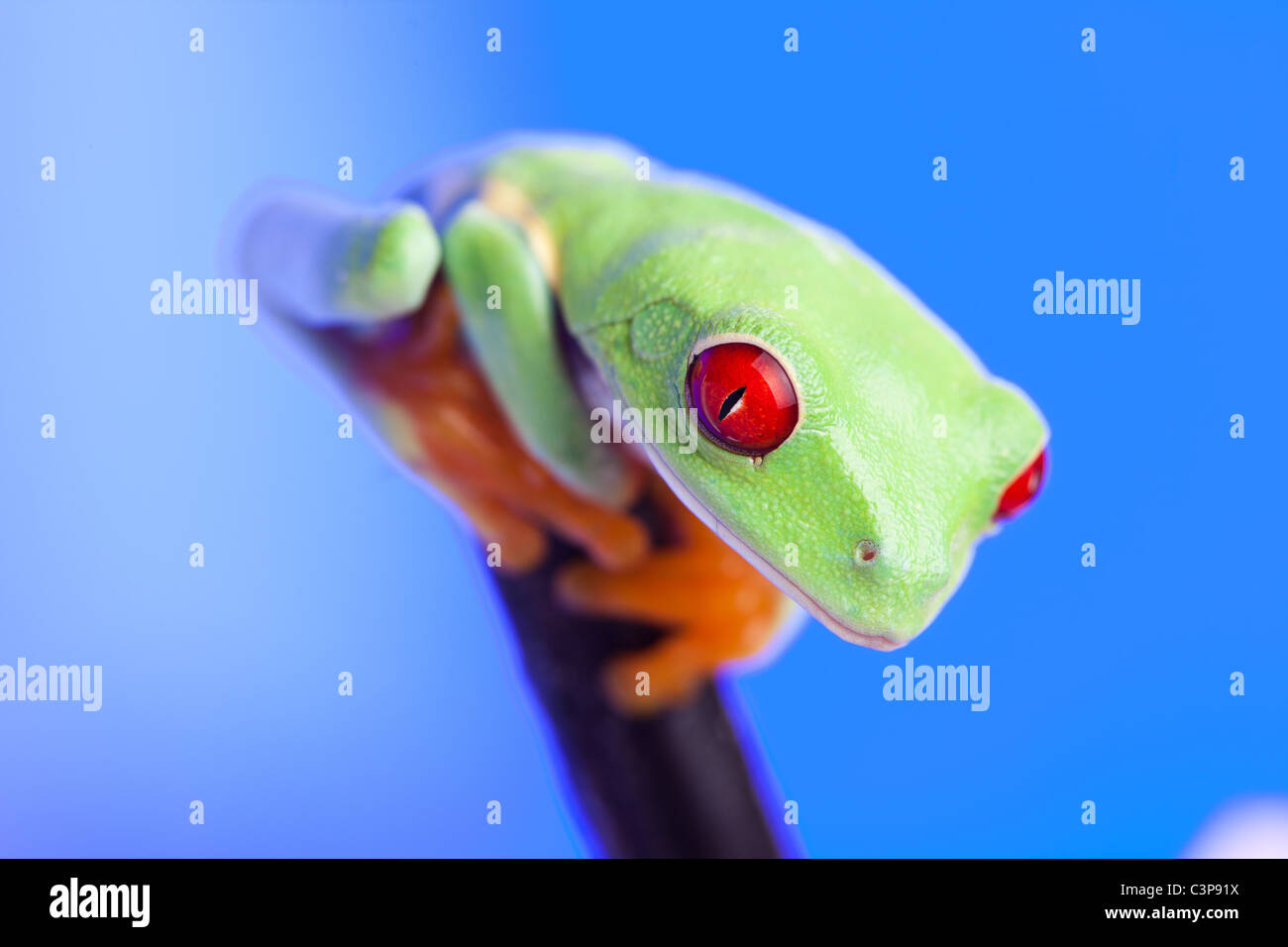 Green frog on plant. Blue background Stock Photo - Alamy