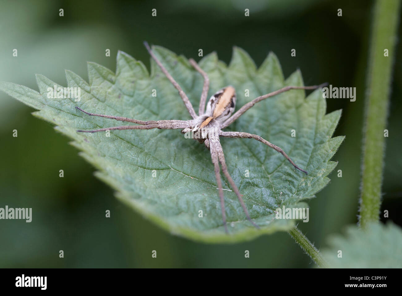 Nursery web spider, Pisaura mirabilis Askham bog nature reserve, York ...