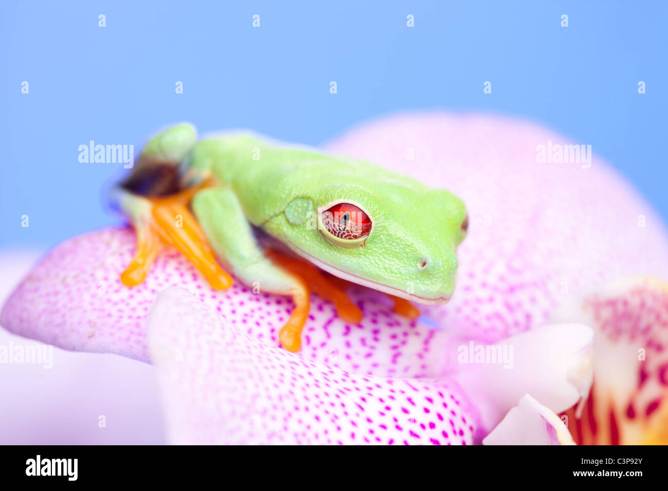 Green frog on plant. Blue background Stock Photo - Alamy