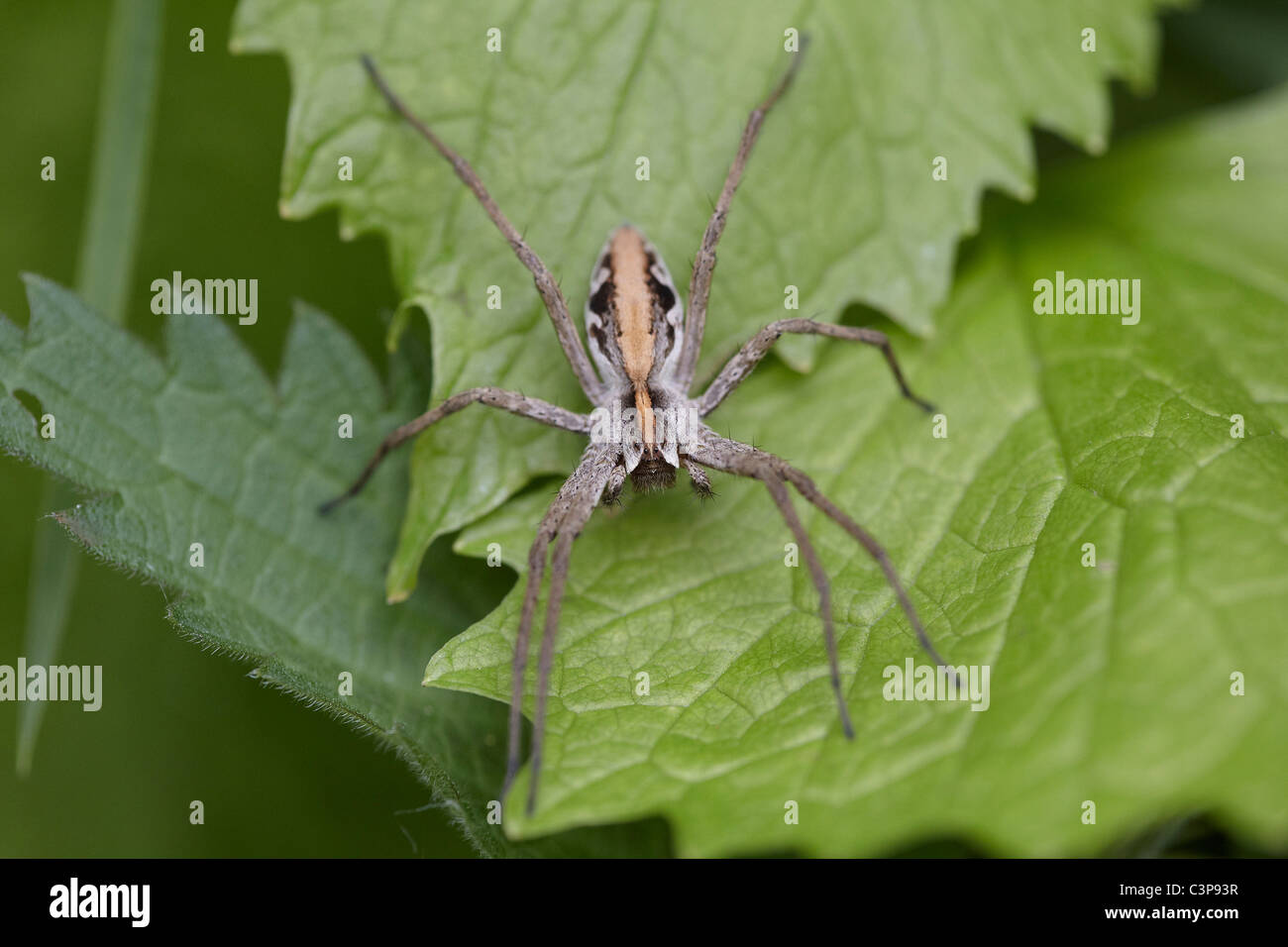 Nursery web spider, Pisaura mirabilis Askham bog nature reserve, York ...