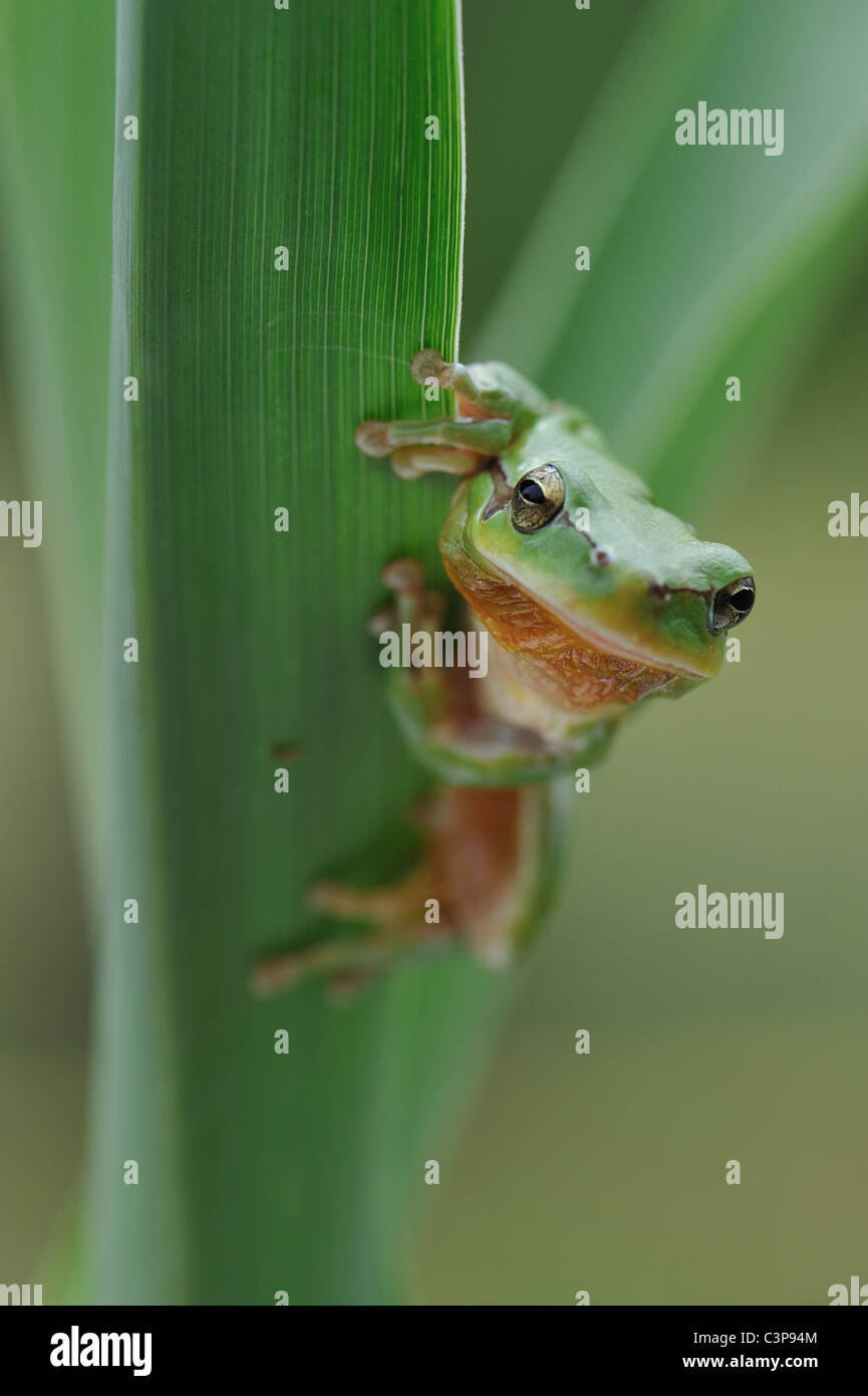 Mediterranean tree frog - Stripeless tree frog (Hyla meridionalis ...