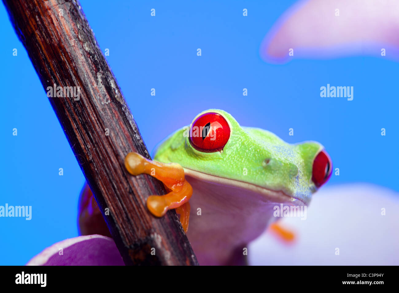 Green frog on plant. Blue background Stock Photo - Alamy