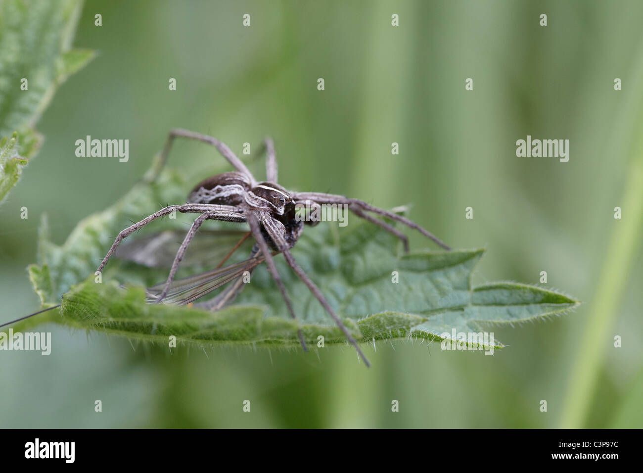 Nursery web spider, Pisaura mirabilis with prey, Askham bog nature ...
